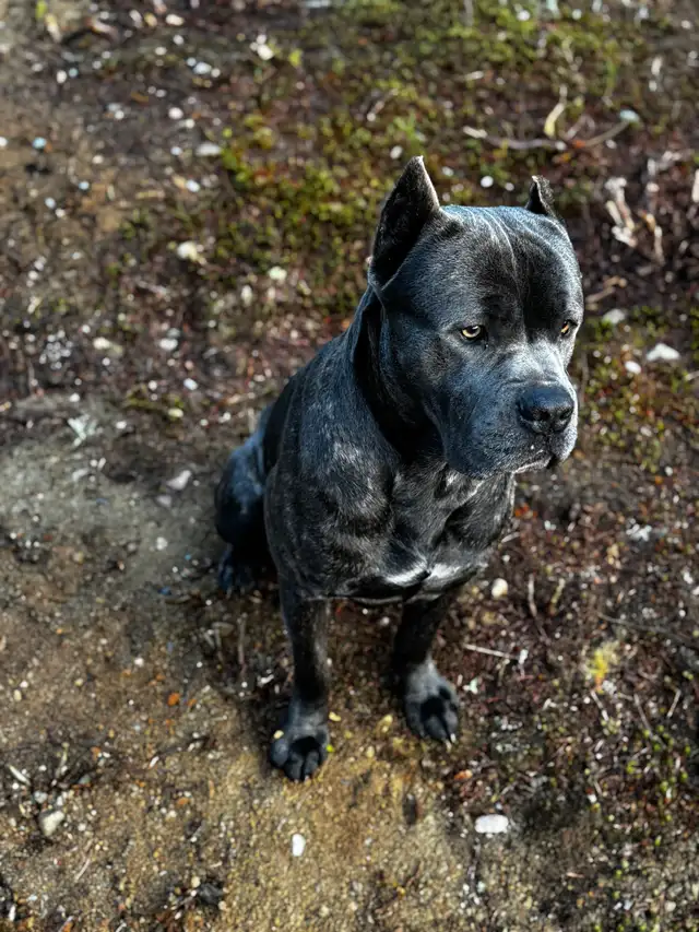 Cane Corso puppies ready to go only males left | Dogs & Puppies for ...