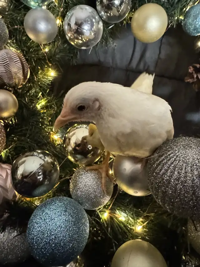 Purebred White Serama Pullet/Young Hen Mini Chicken | Livestock ...