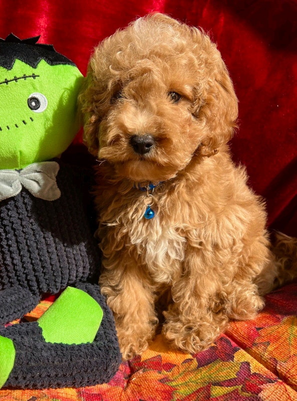 Mini cockapoo puppies Mini chiots cockapoo | Chiens et chiots à adopter ...