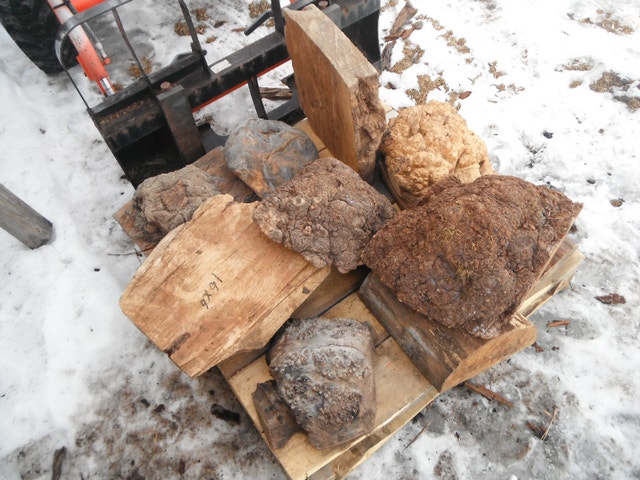 Exotic wood lumber, burls, Rosewood, cocobolo, walnut, maple | Hobbies ...