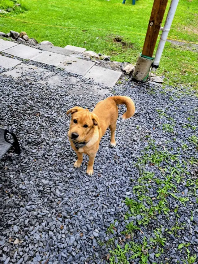 Labrador x charpie | Dogs & Puppies for Rehoming | Québec City | Free ...