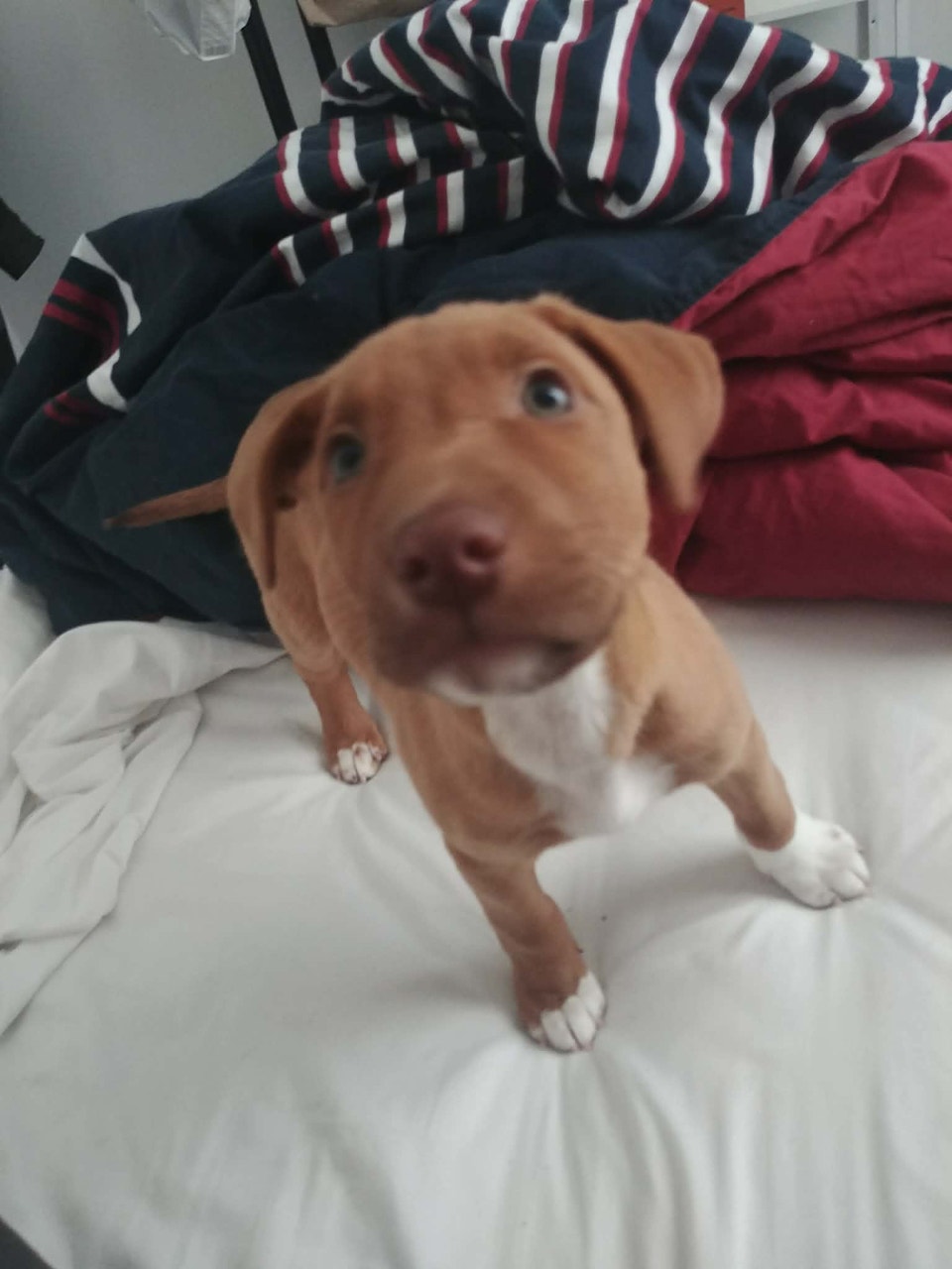 pitbull/terrier dog mix for sale / rehoming | Animal & Pet Services ...