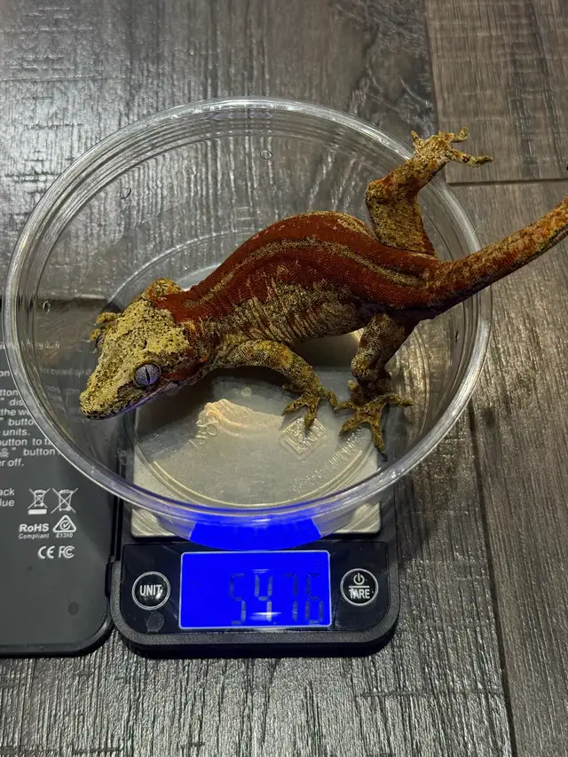 Female Gargoyle Gecko *Pending* | Reptiles & Amphibians for Rehoming ...