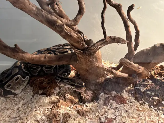 Ball python, tank and stand | Reptiles & Amphibians for Rehoming ...