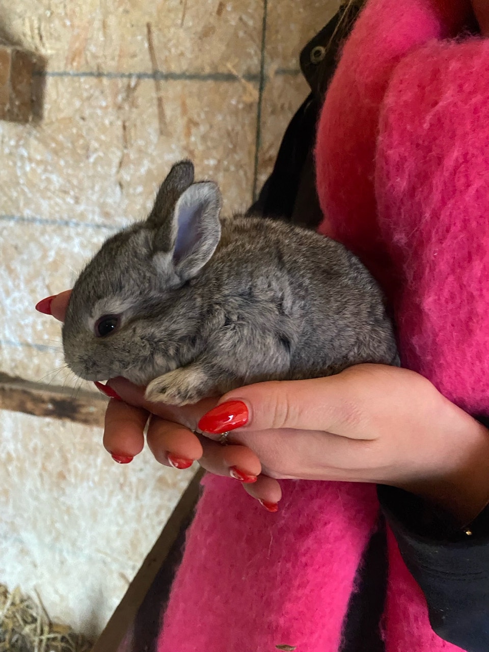 giant Flemish / New Zealand rabbits | Small Animals for Rehoming ...