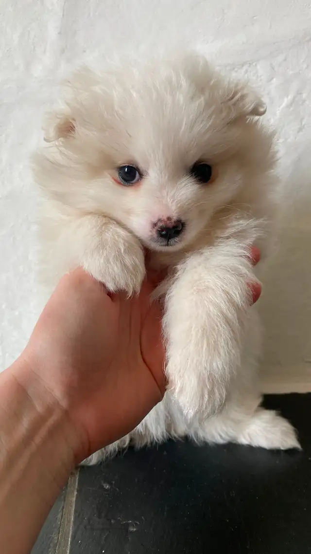 American Eskimo Puppies | Dogs & Puppies for Rehoming | Vernon | Free ...