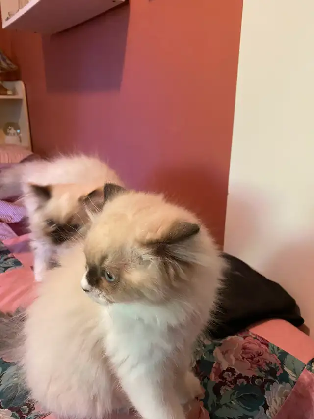 Himalayan Persian silver point kittens | Cats & Kittens for Rehoming ...