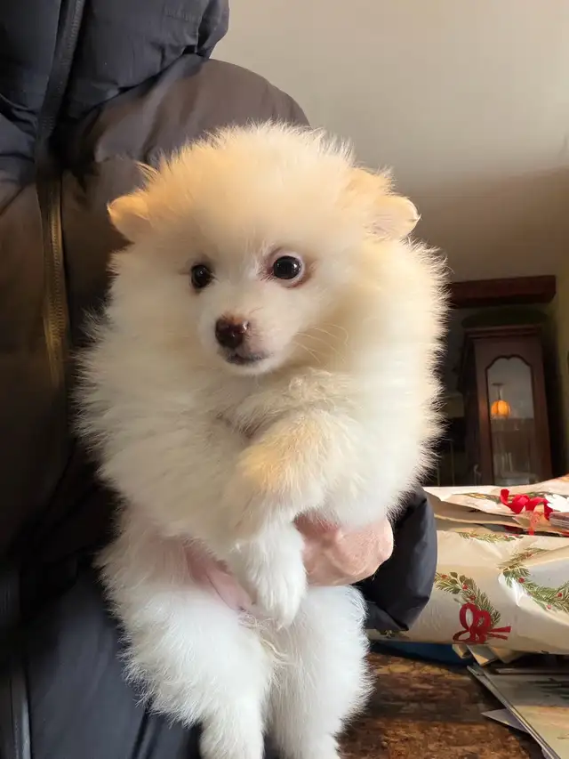 Fluffy White Purebred Pomeranian Puppies | Dogs & Puppies for Rehoming ...