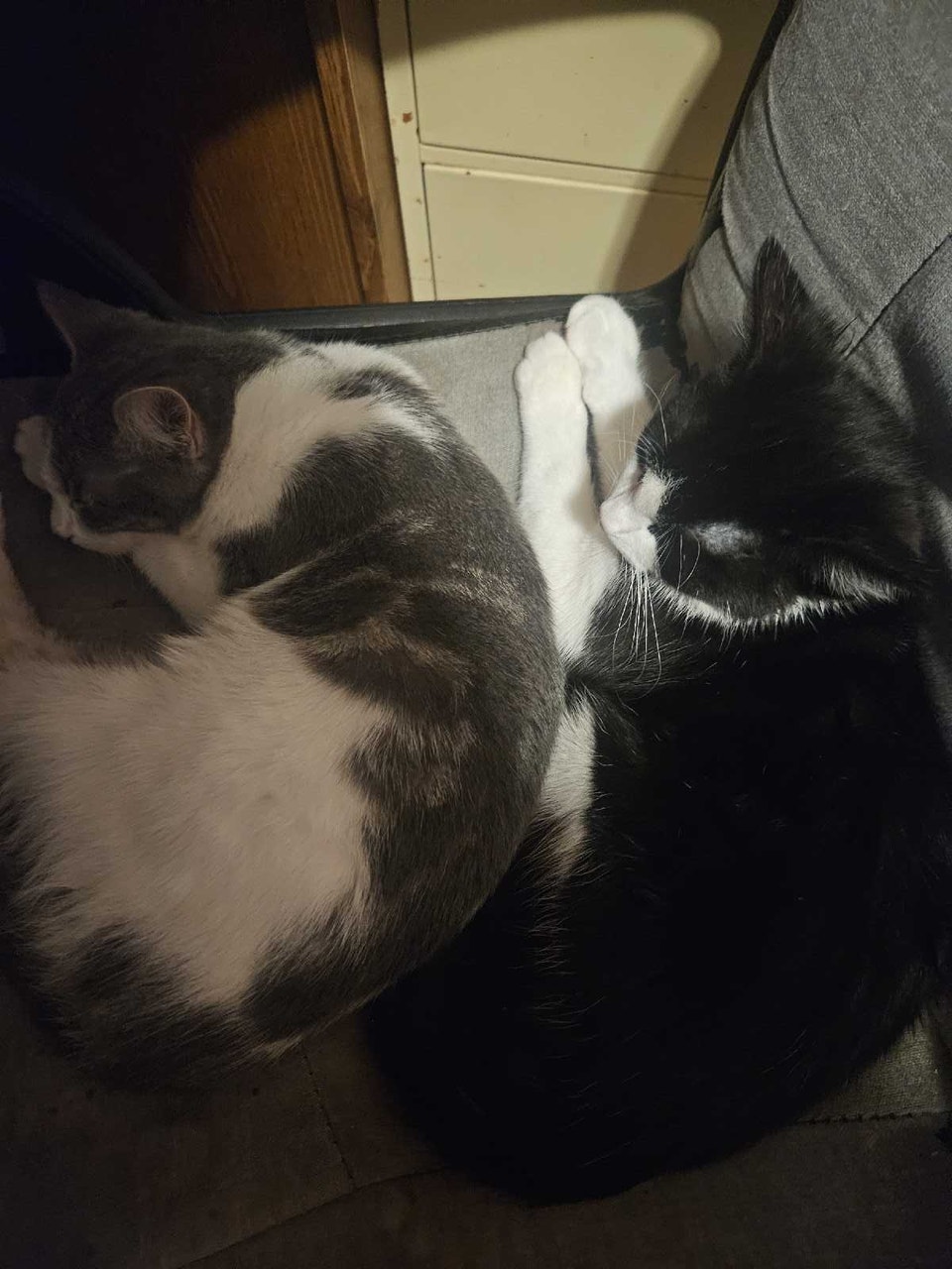 kittens for a good home | Cats & Kittens for Rehoming | Winnipeg | Free ...