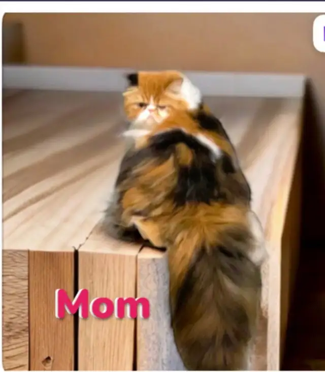 Pretty face(doll face) Persian kittens (calico pattern) | Cats ...