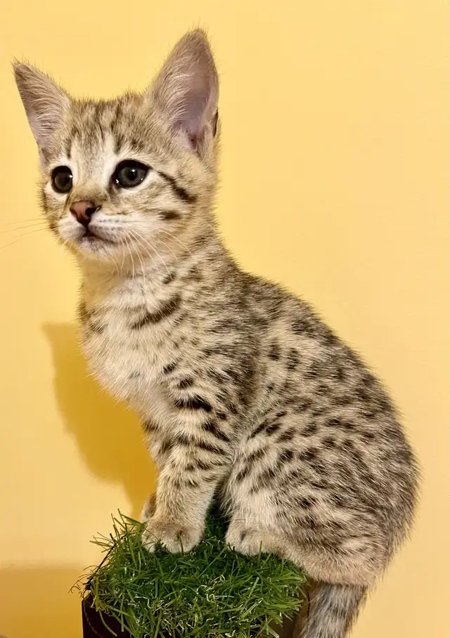 Savannah F3HP WOW (liste d’attente)naissance février 2026 | Cats ...