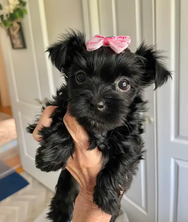 SWEET YORKIE PUPPY | Dogs & Puppies for Rehoming | Oakville / Halton ...