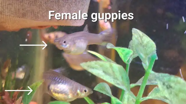 $10 for 4 guppies (2 males + 2 females) | Fish for Rehoming ...