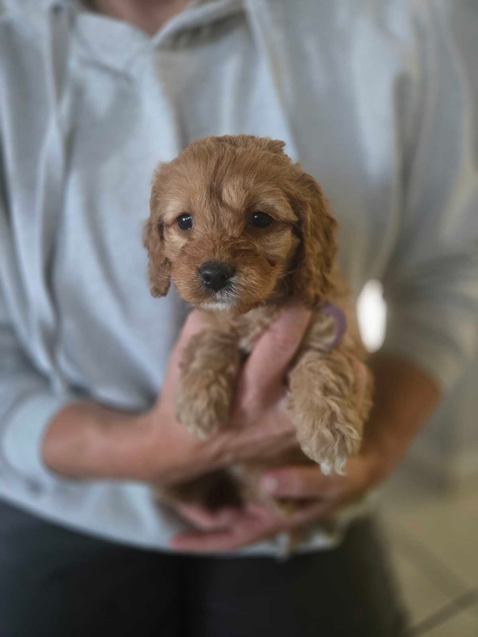 TEDDY BEAR COCKAPOOS ALL SOLD | Dogs & Puppies for Rehoming | Edmonton ...