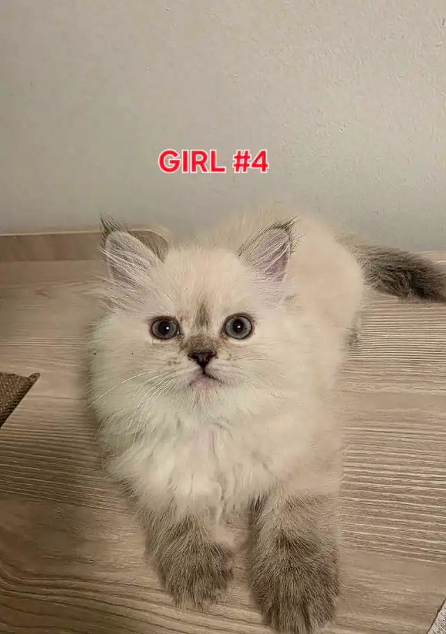 Purebred extra fluffy female kittens Himalayan kitten available | Cats ...