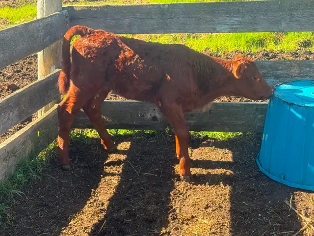 Spare Twin Calves | Livestock | Grande Prairie | Free local classifieds ...