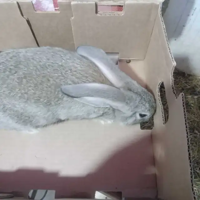 Giant Flemish Female Rabbit | Small Animals for Rehoming | Mississauga ...