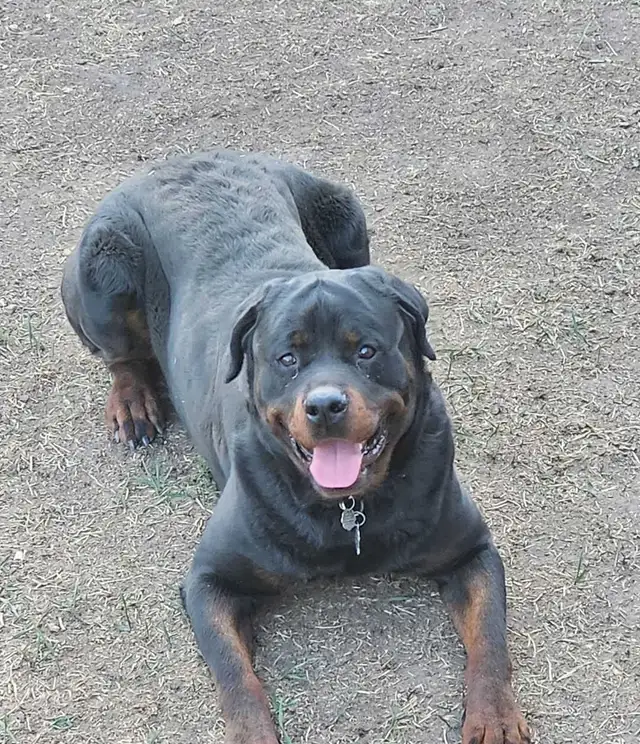 Ready to Go! - Adorable Rottweiler Puppies for Sale! | Dogs & Puppies ...