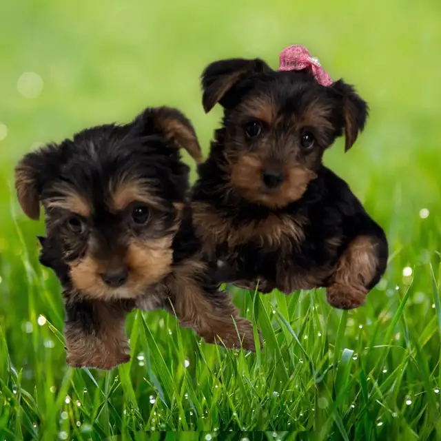 Beautiful Yorkie Puppies Ready for Pickup ️ | Dogs & Puppies for ...