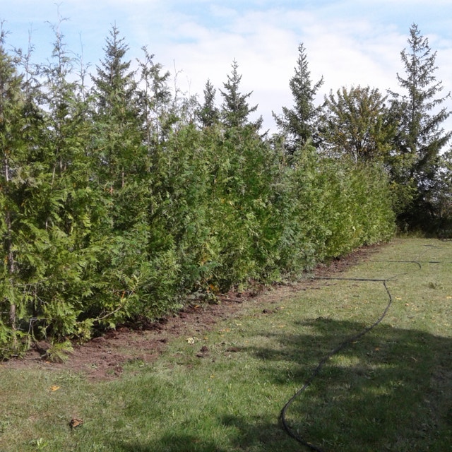 WHITE CEDAR FOR HEDGING BOOKING FOR FALL | Plants, Fertilizer & Soil ...