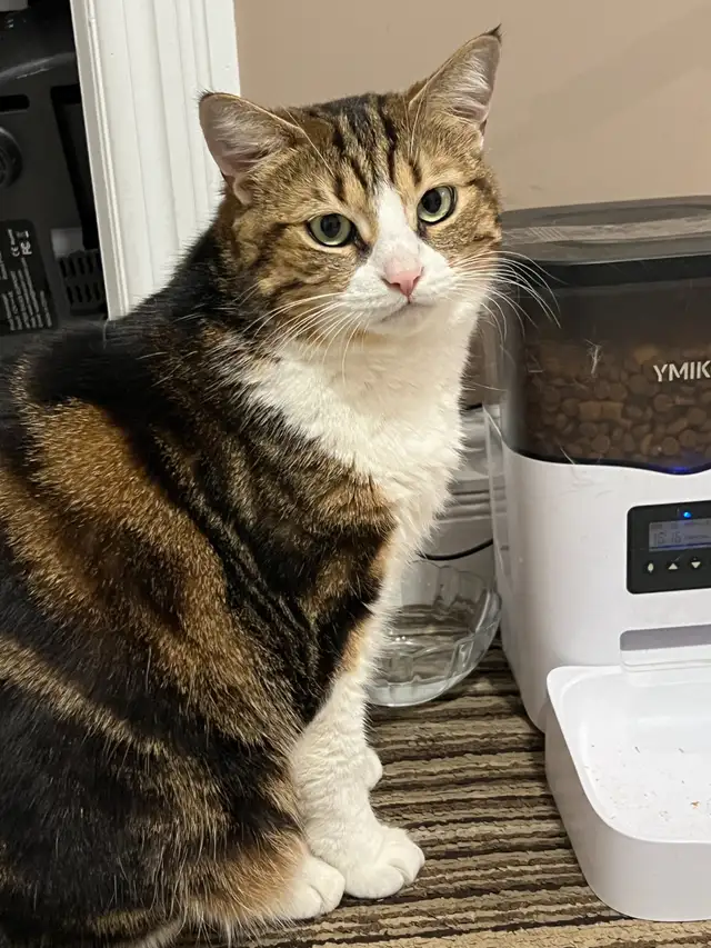 Neutered 4 y o cat with supplies and automatic feeder | Cats & Kittens ...