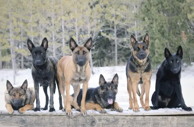 BELGIAN MALINOIS / GERMAN & DUTCH SHEPHERD PUPPIES | Dogs & Puppies for ...