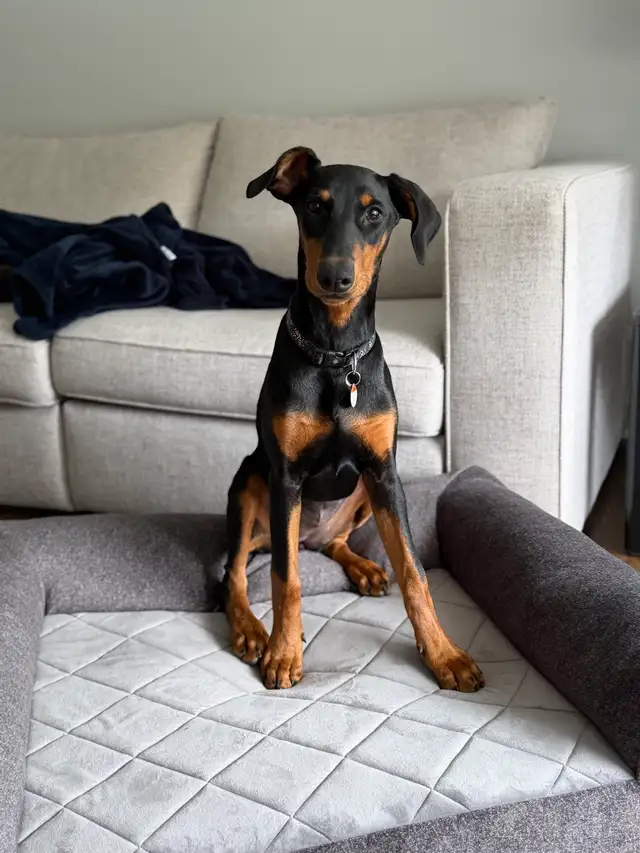 Six month old female American Doberman | Dogs & Puppies for Rehoming ...