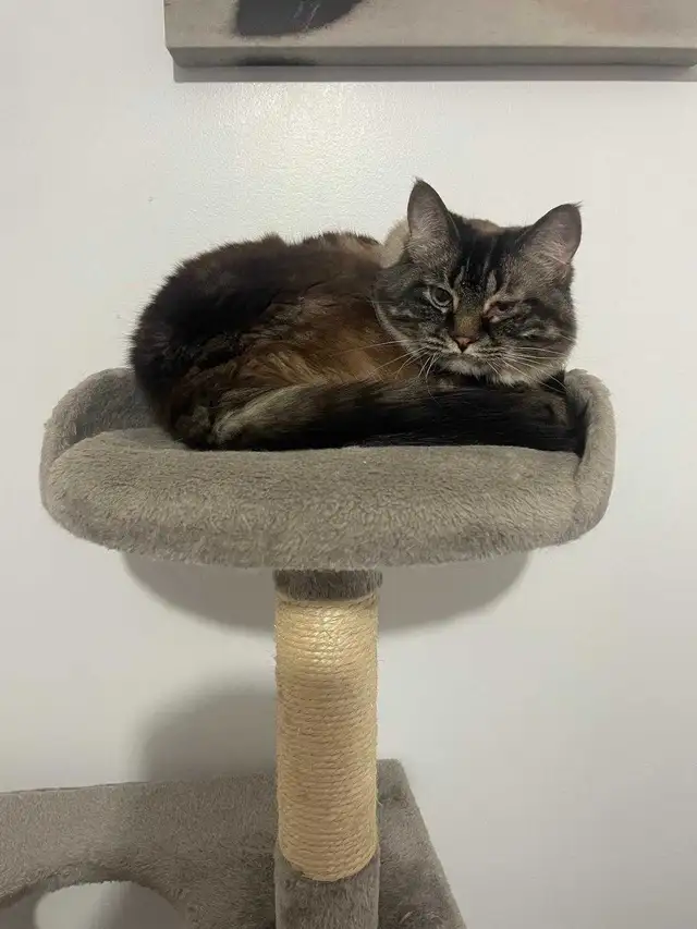 friendly-4-year-old-female-cat-cats-kittens-for-rehoming