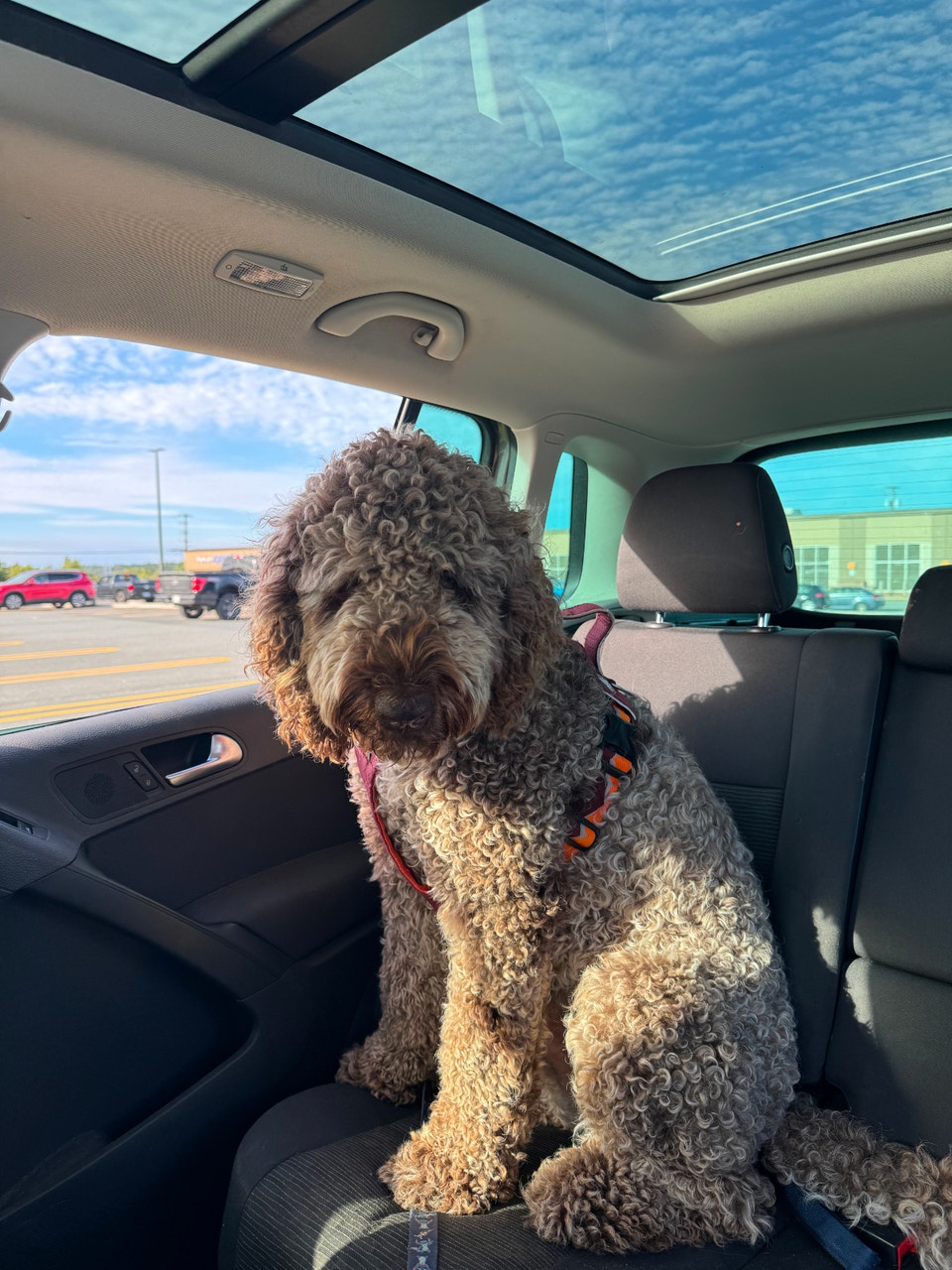 Rehoming 3yo Dog (Oats) | Dogs & Puppies for Rehoming | Dartmouth ...