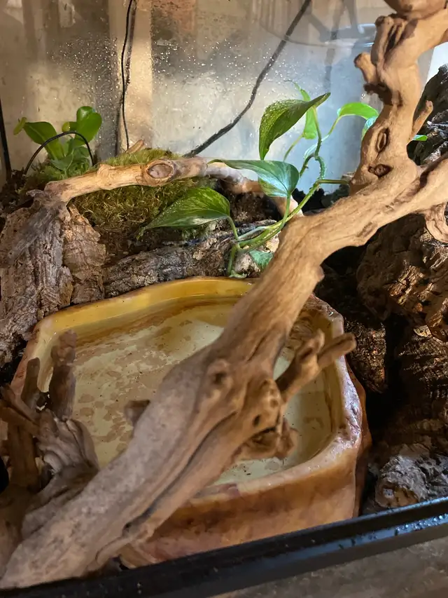 pac-man frog & enclosure | Reptiles & Amphibians for Rehoming | St ...