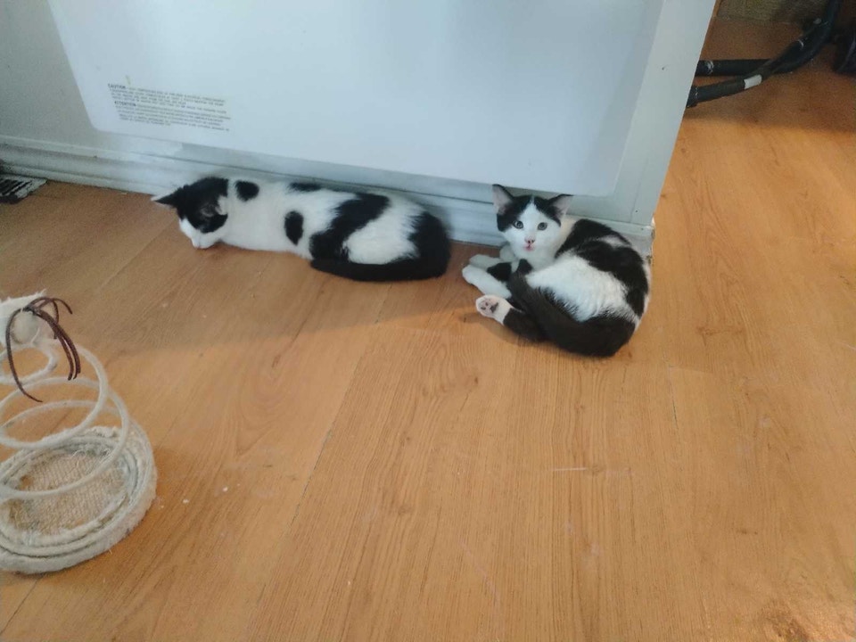 chaton frère et soeur | Cats & Kittens for Rehoming | Sherbrooke | Free ...