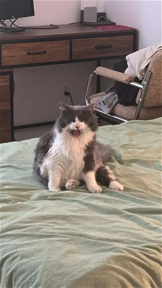 Purrrr-fect cat sitting services - Gardiennage pour chats | Animal ...