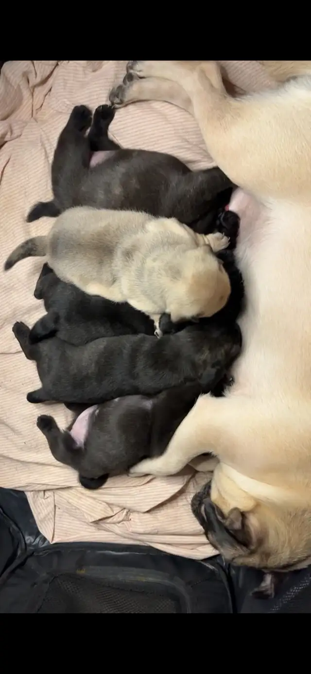 chiot frug/ french pug/french bulldogX carlin | Dogs & Puppies for ...