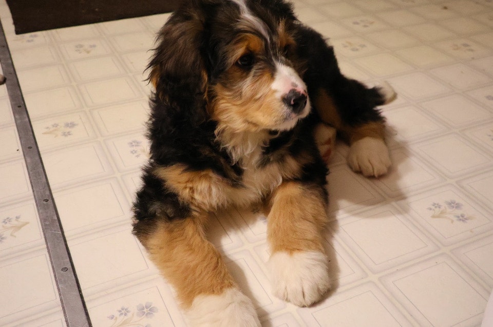 Bernedoodle Puppies from DNA Tested Parents | Dogs & Puppies for ...