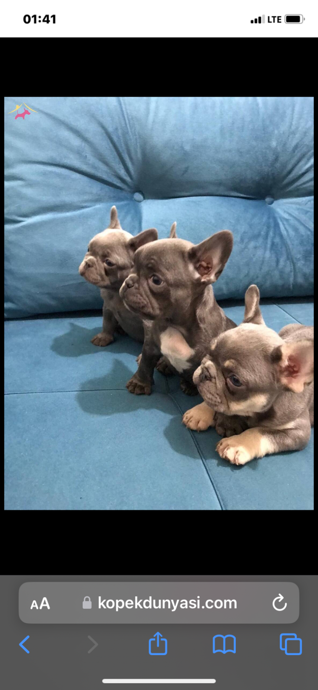 French buldog pur bred | Dogs & Puppies for Rehoming | City of Toronto ...