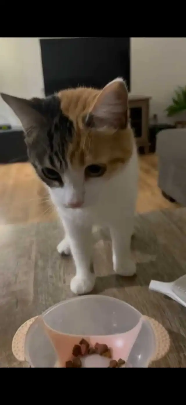 Cat 6 month old, healthy. | Cats & Kittens for Rehoming | Ottawa | Free ...