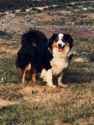 Small | Adopt Dogs & Puppies Locally in British Columbia | Kijiji ...