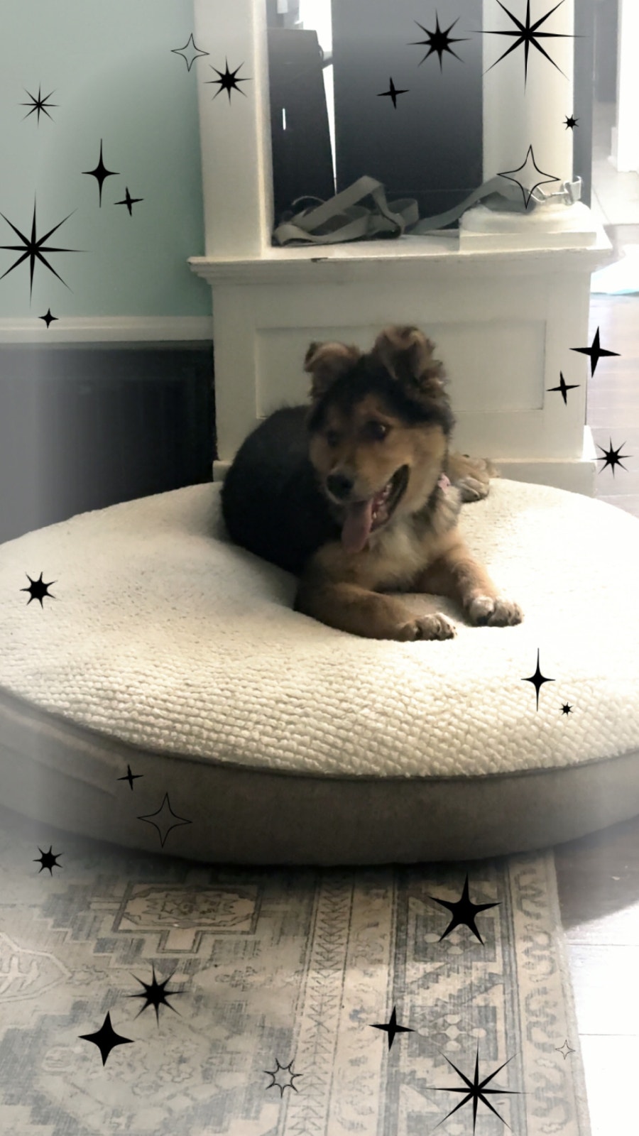 Female puppy | Dogs & Puppies for Rehoming | Owen Sound | Free local ...