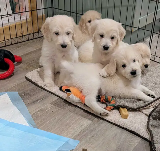 Mini goldendoodle, mini doodle, Golden | Dogs & Puppies for Rehoming ...