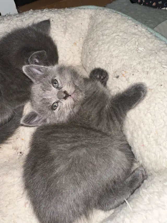 (Nebelung) Siberian x Russian Kittens | Cats & Kittens for Rehoming ...