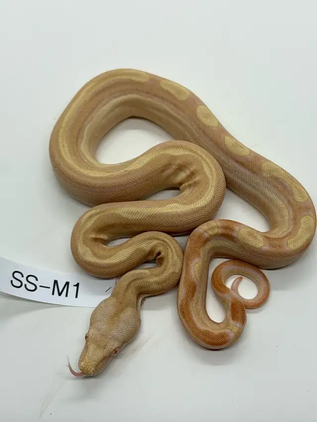 Boas and super dwarf retics | Reptiles & Amphibians for Rehoming | City ...
