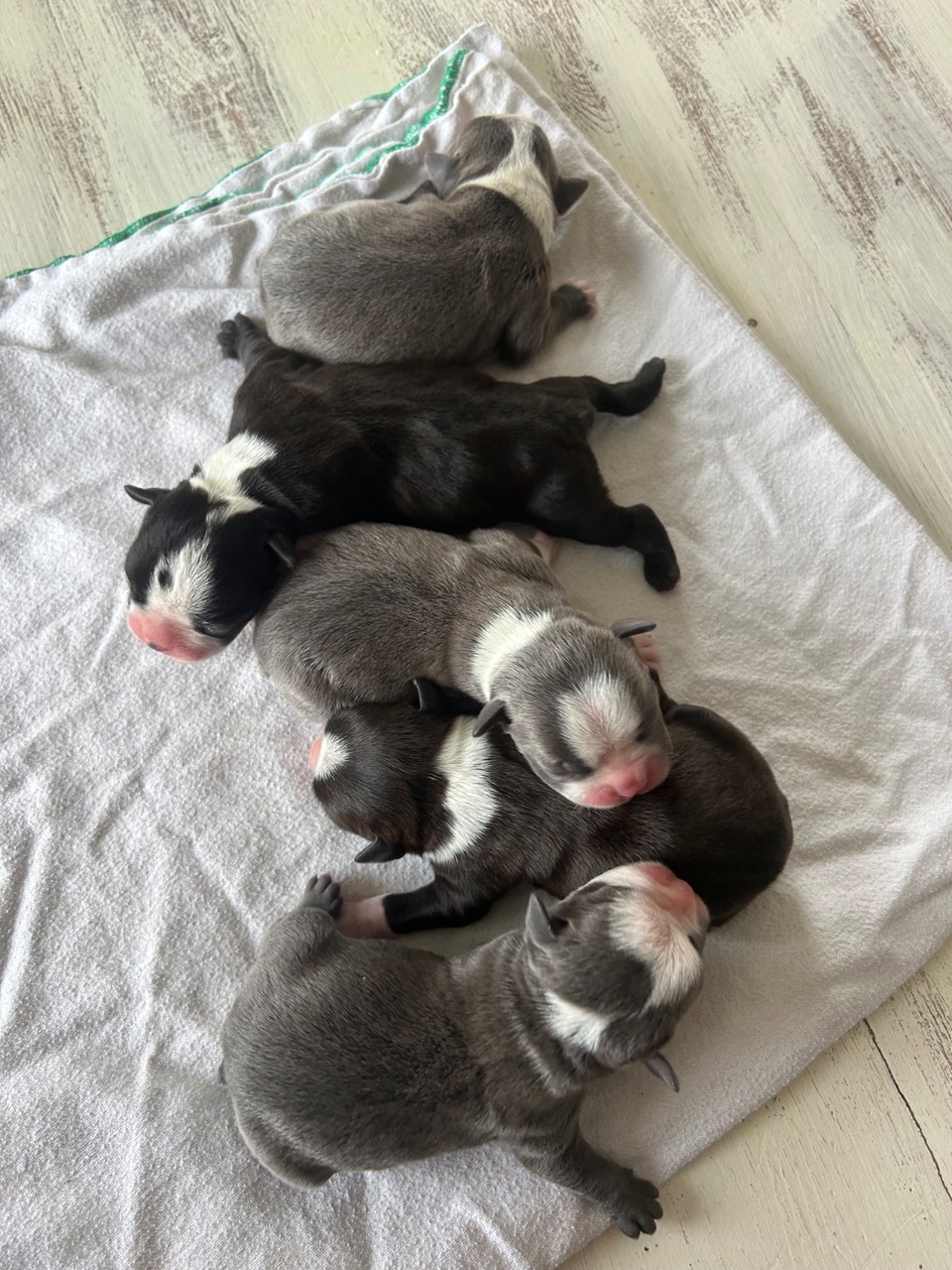 2026 Boston Terrier puppies !!! Only 1 LEFT ! | Dogs & Puppies for ...