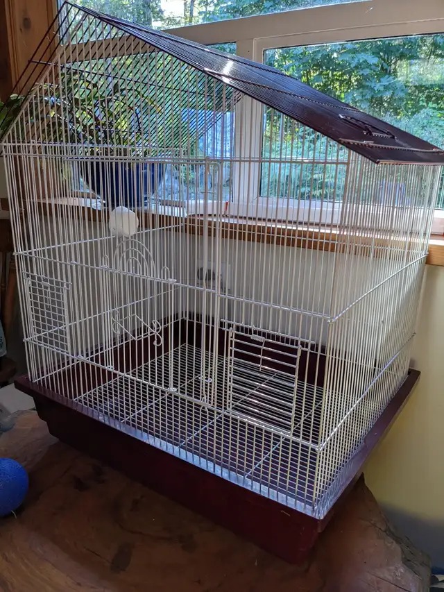 2 young zebra finches, Yellow canary | Birds for Rehoming | Cowichan ...