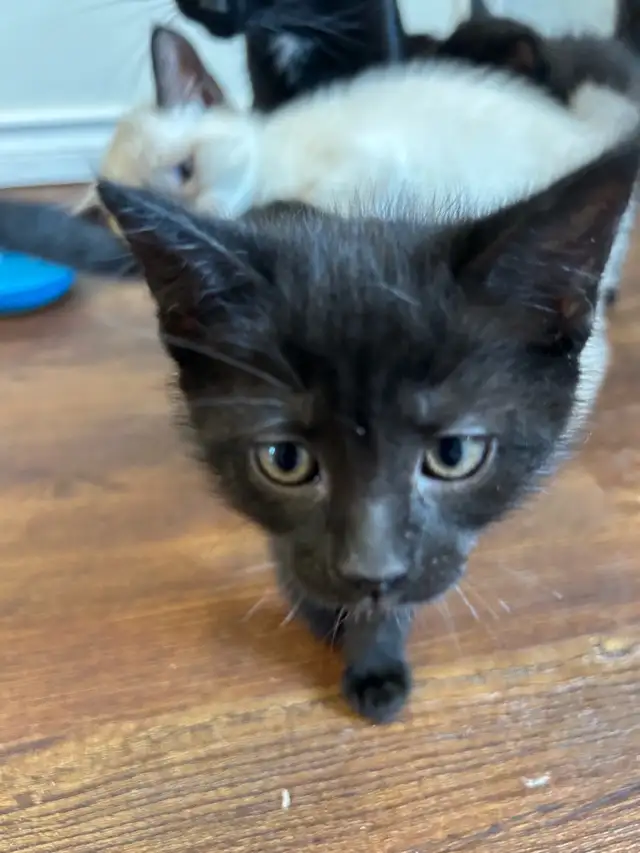 Female Black Kitten | Cats & Kittens for Rehoming | Timmins | Free ...