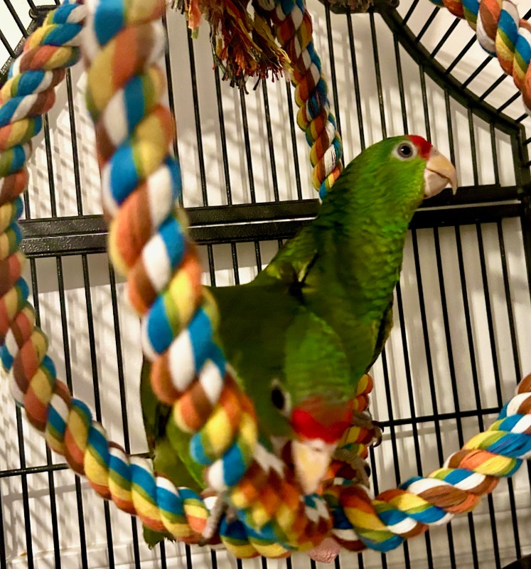 Bébés perroquets amazon front rouge extrêmement rare! | Oiseaux à ...