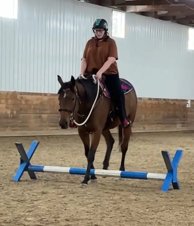 5yr old Thoroughbred Mare - Green Broke | Horses & Ponies for Rehoming ...