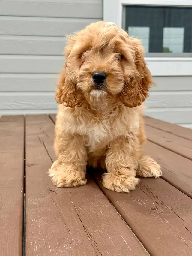mini cockapoo puppy | Dogs & Puppies for Rehoming | City of Montréal ...