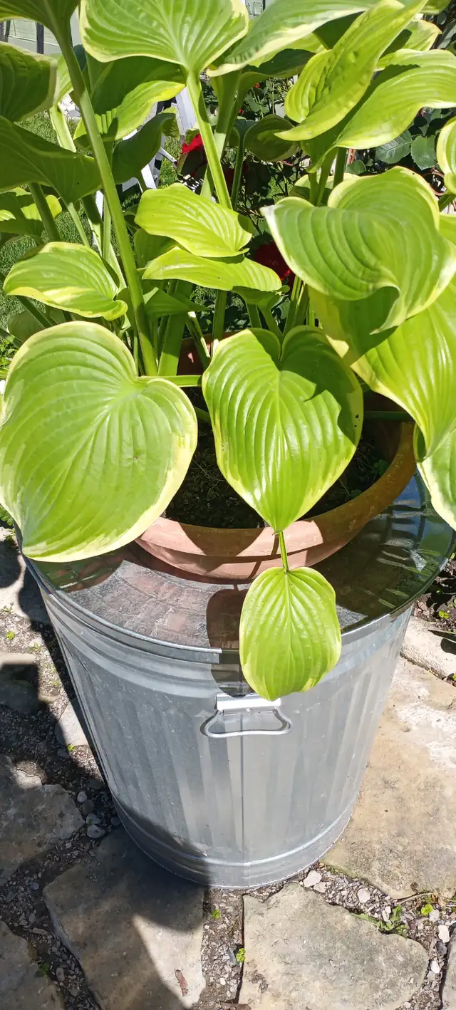 hostas - large variegated hostas | Plants, Fertilizer & Soil ...