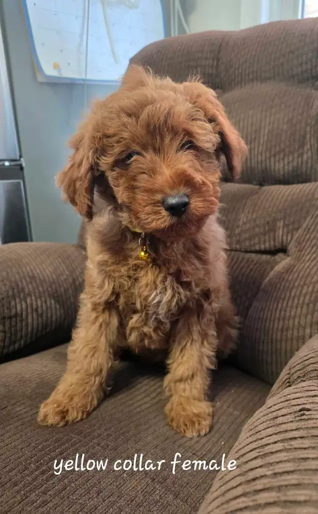 Mini cockapoo pups | Dogs & Puppies for Rehoming | Norfolk County ...