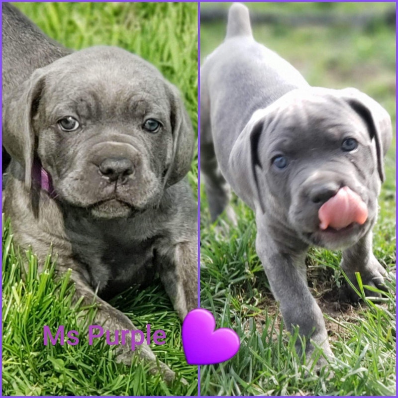 Purebred Cane Corso. Registered | Dogs & Puppies for Rehoming | Markham ...